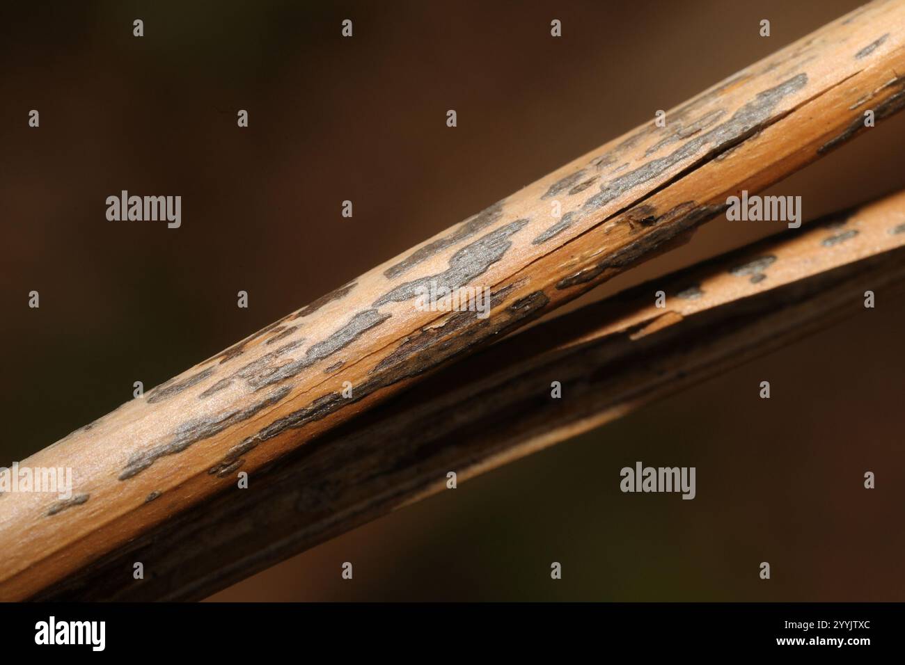 Bracken map hi-res stock photography and images - Alamy