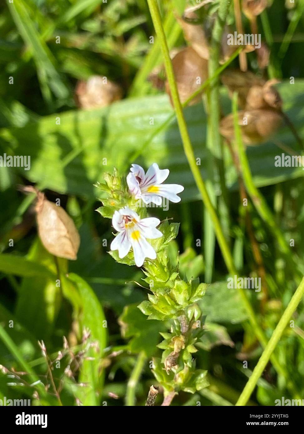 Common Eyebright (Euphrasia nemorosa Stock Photo - Alamy