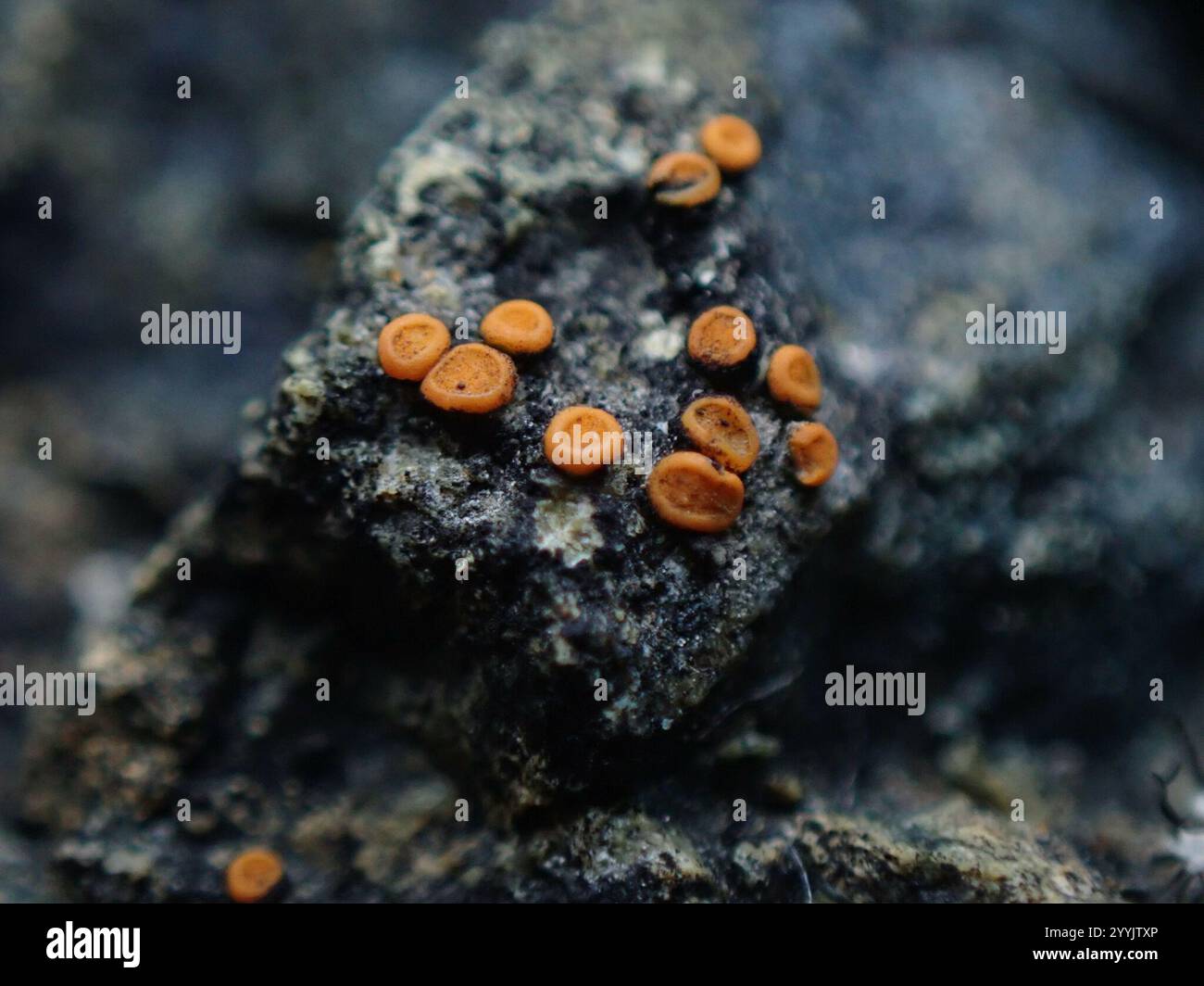 Red Firedot Lichen (Polycauliona luteominia Stock Photo - Alamy