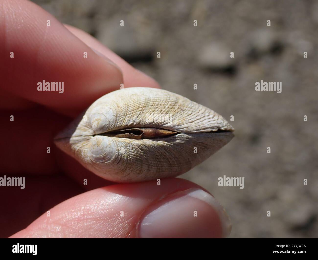 Japanese Littleneck (Ruditapes philippinarum Stock Photo - Alamy