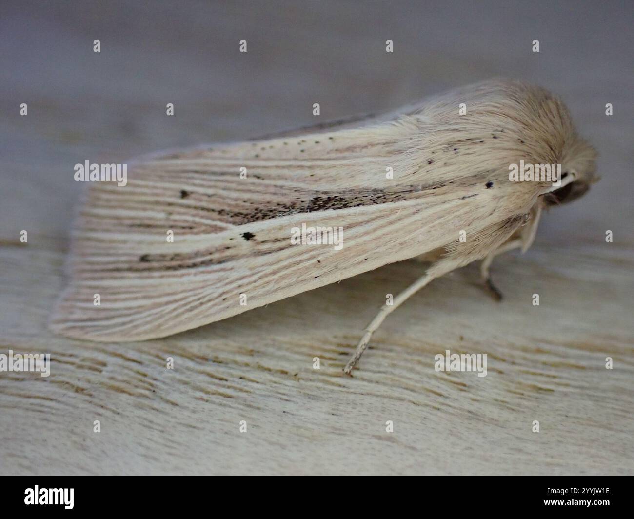 Smoky Wainscot (Mythimna impura Stock Photo - Alamy