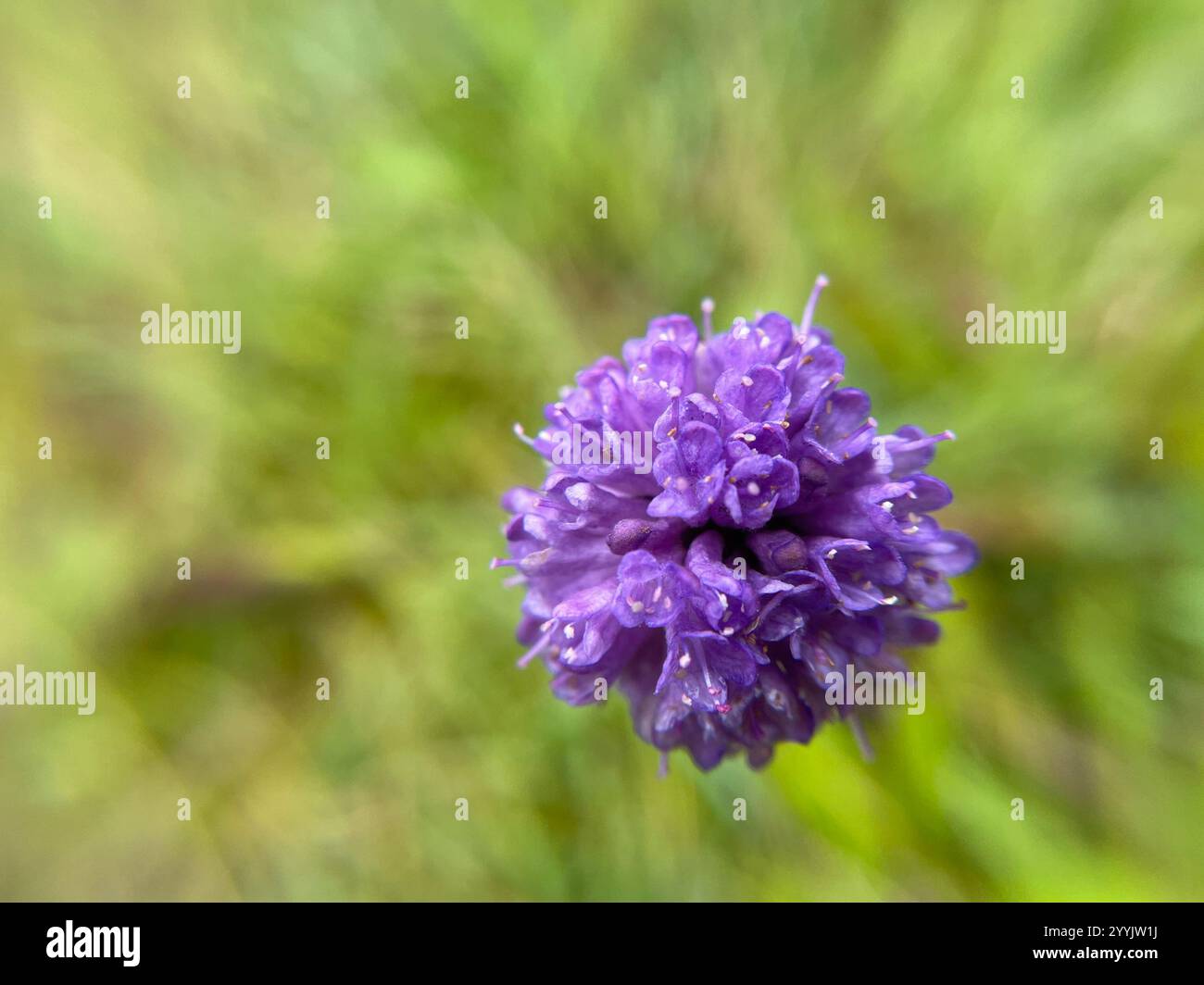 Devil's-bit Scabious (Succisa pratensis Stock Photo - Alamy