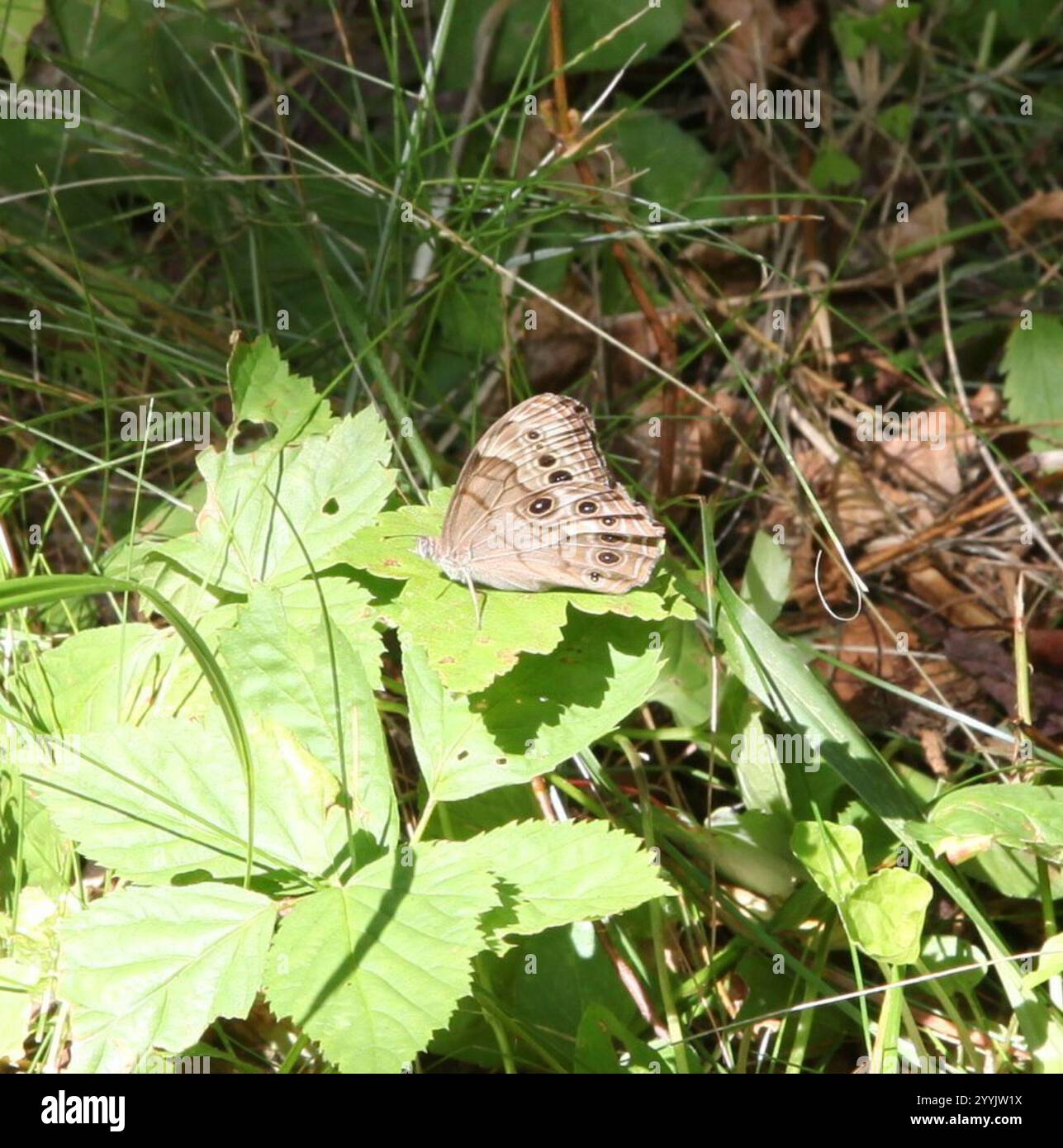 Northern Pearly-eye (Lethe anthedon Stock Photo - Alamy