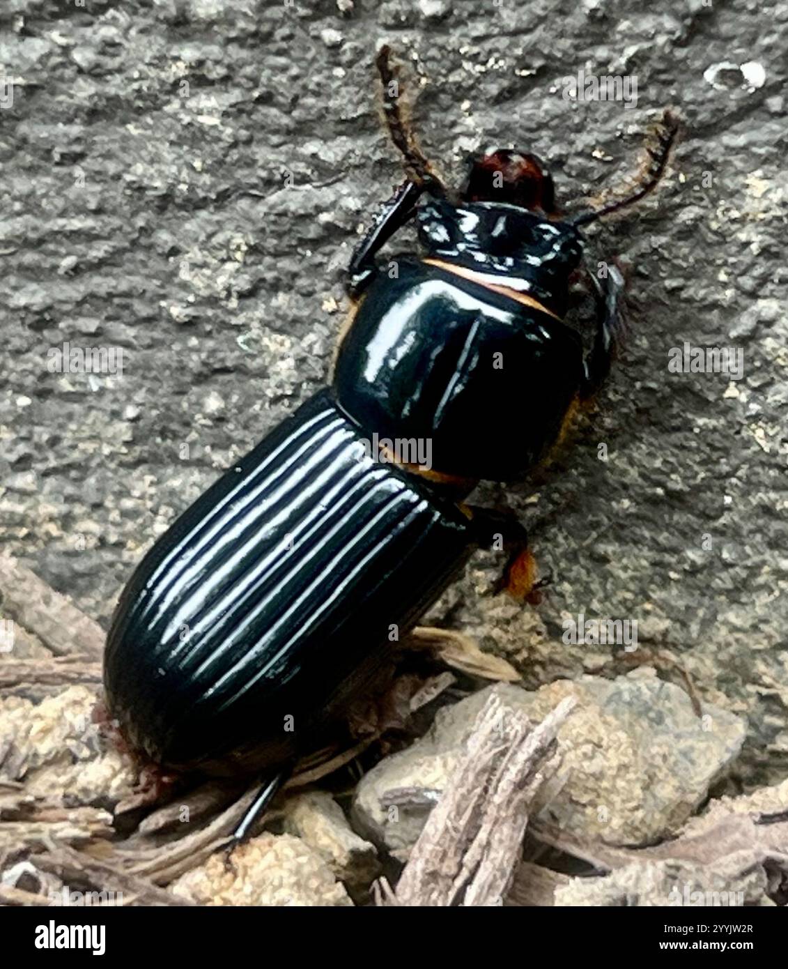 Horned Passalus Beetle (Odontotaenius disjunctus Stock Photo - Alamy