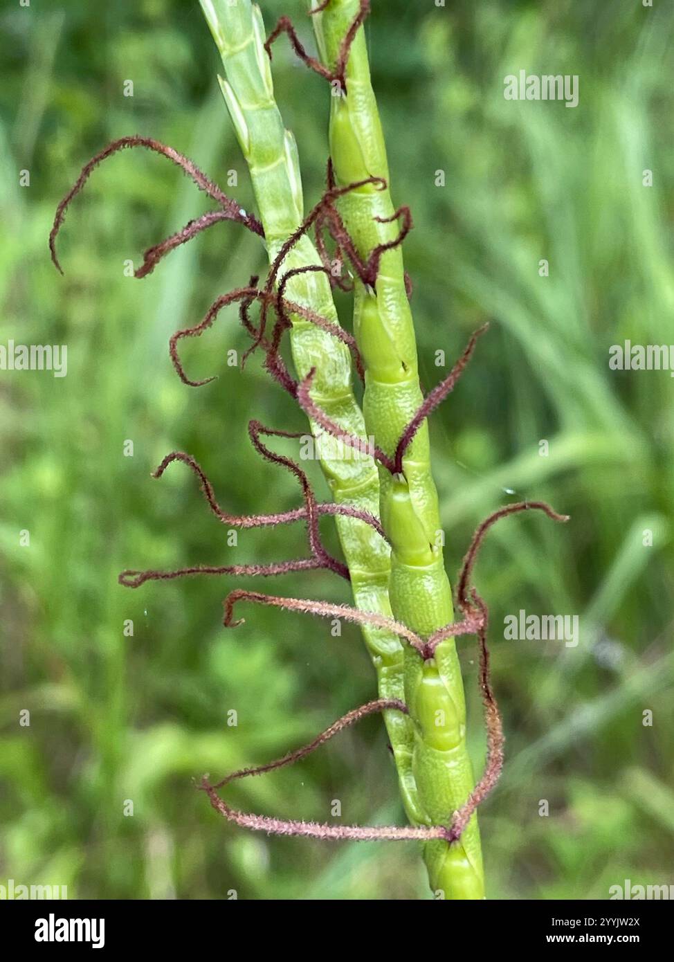 eastern gamagrass (Tripsacum dactyloides Stock Photo - Alamy