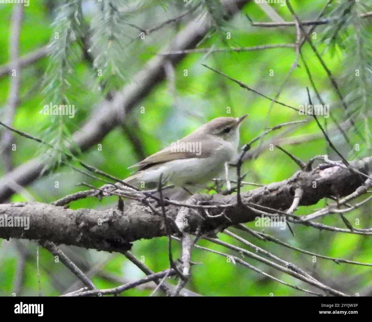 Greenish Warbler (Phylloscopus trochiloides Stock Photo - Alamy