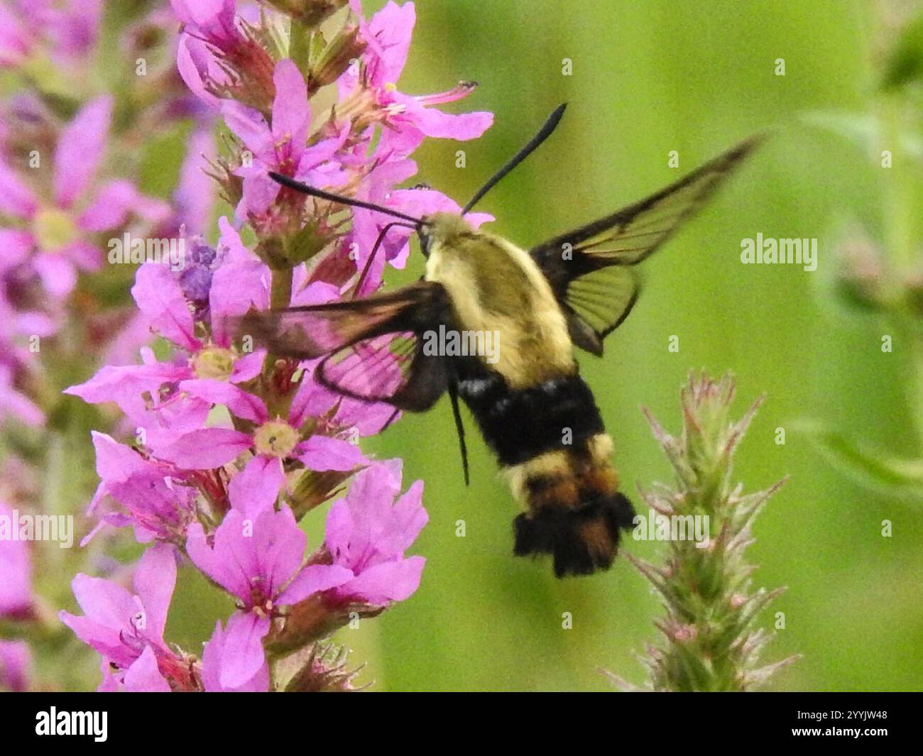Snowberry Clearwing (Hemaris diffinis Stock Photo - Alamy