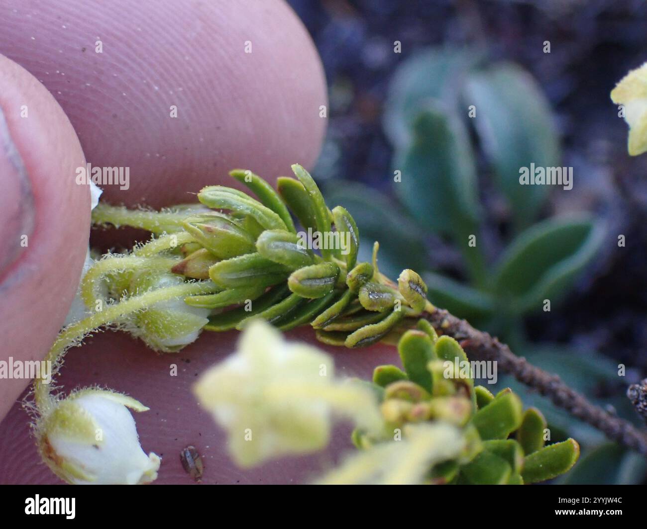 Yellow Mountain-heath (Phyllodoce glanduliflora Stock Photo - Alamy