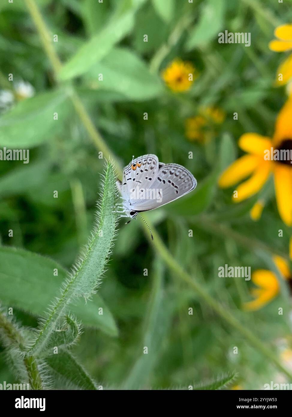 Eastern Tailed-Blue (Cupido comyntas Stock Photo - Alamy