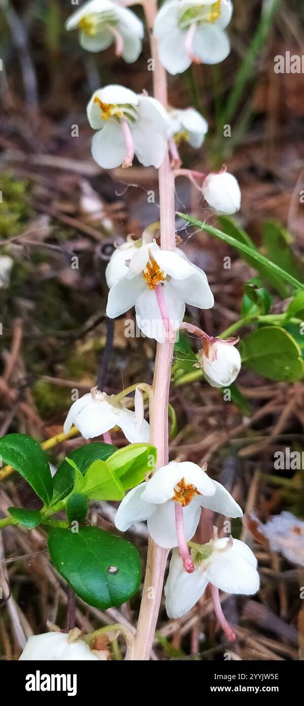 round-leaved wintergreen (Pyrola rotundifolia Stock Photo - Alamy