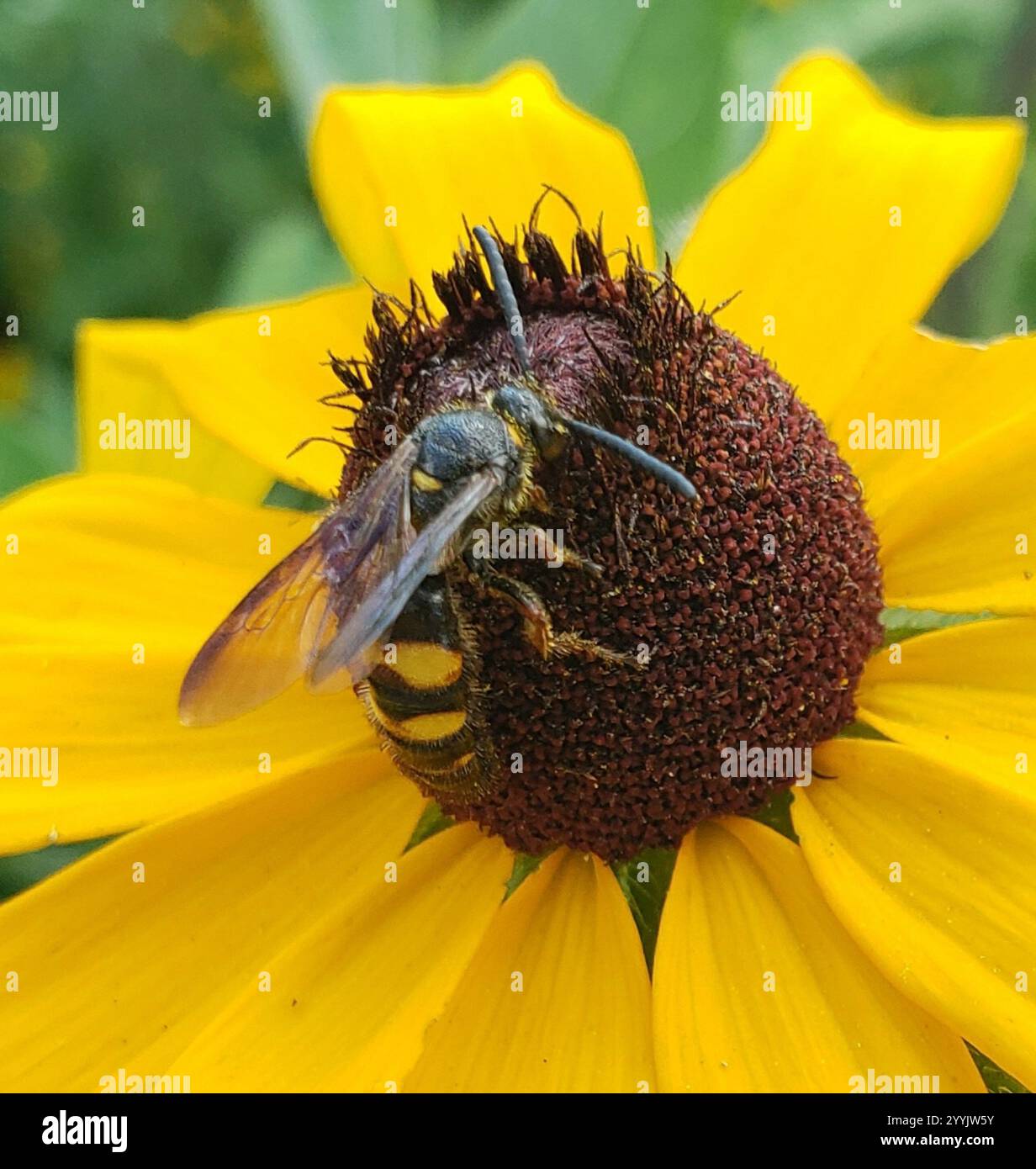 Noble Scoliid Wasp (Scolia nobilitata Stock Photo - Alamy