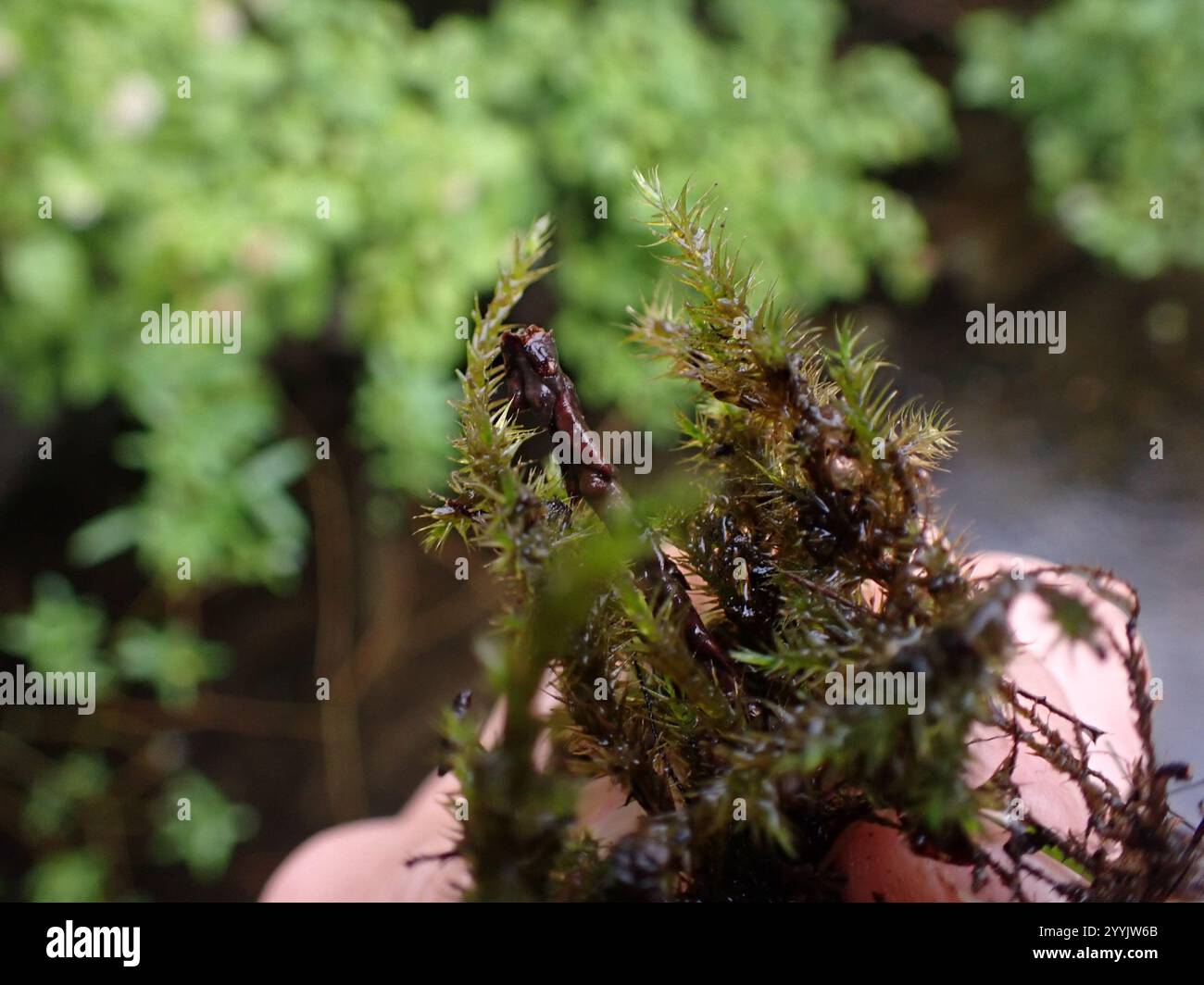Fertile Feather-moss (Drepanocladus polygamus Stock Photo - Alamy