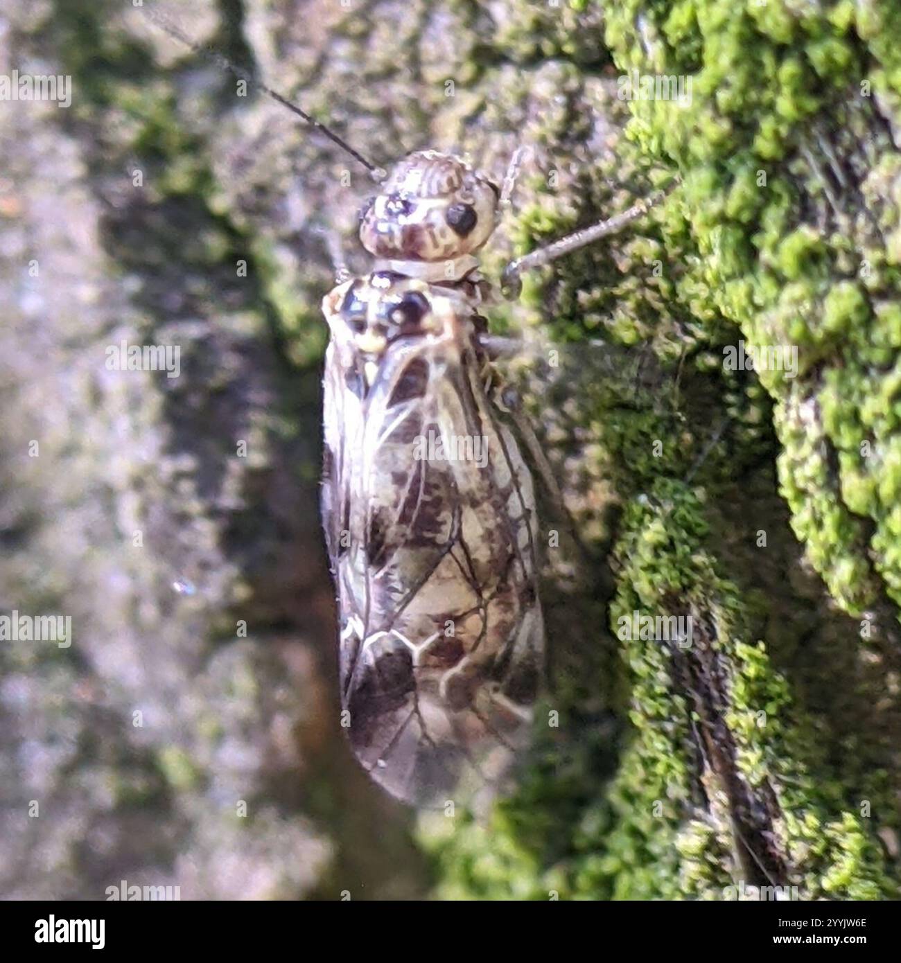 Common Barklice (Psocidae Stock Photo - Alamy