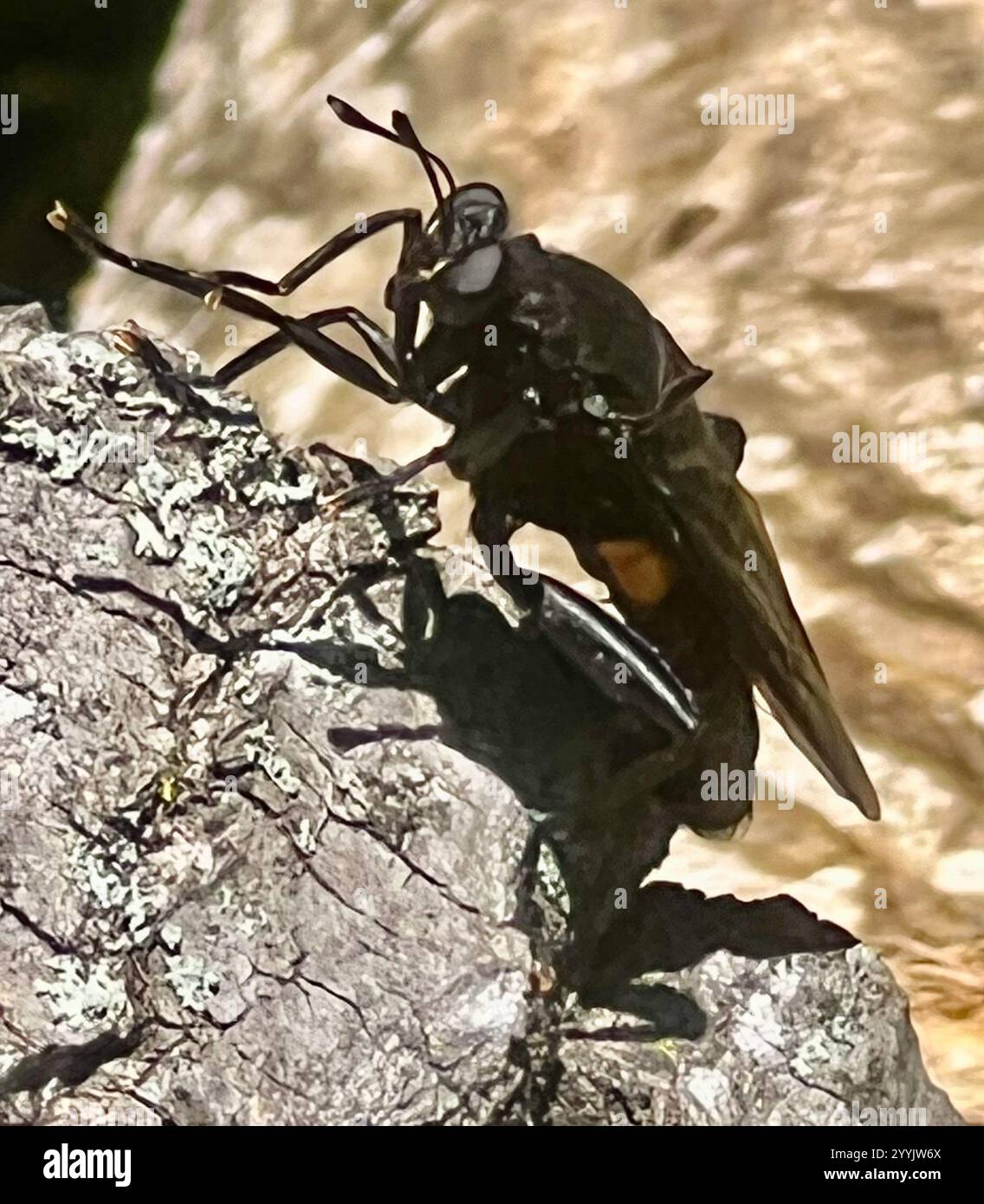 Mydas fly hi-res stock photography and images - Alamy