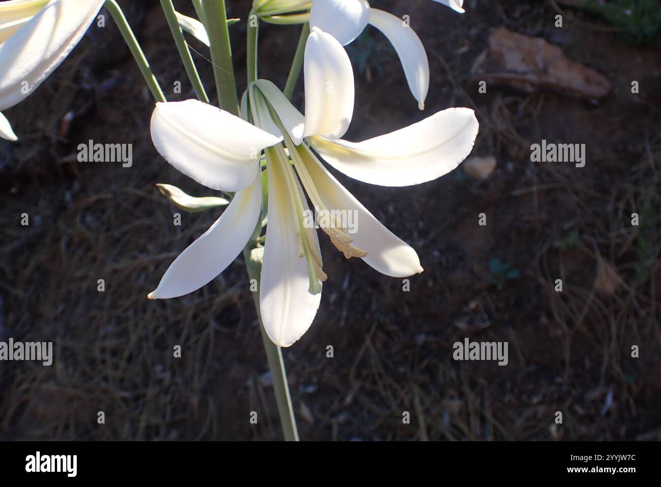 Typical Washington Lily (Lilium washingtonianum washingtonianum Stock ...
