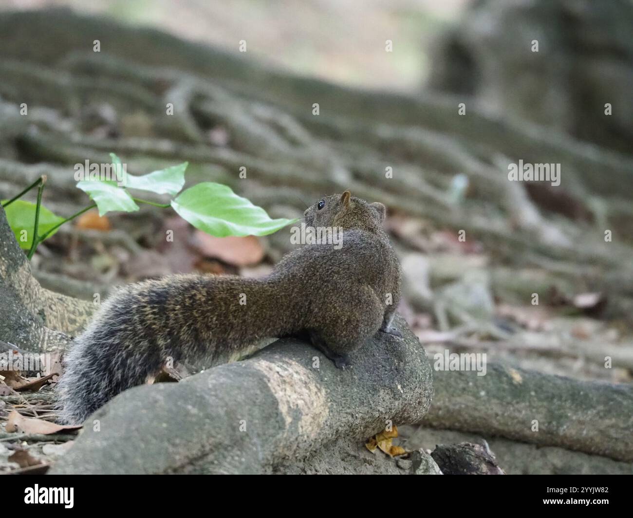 Taiwan Squirrel (Callosciurus erythraeus thaiwanensis Stock Photo - Alamy