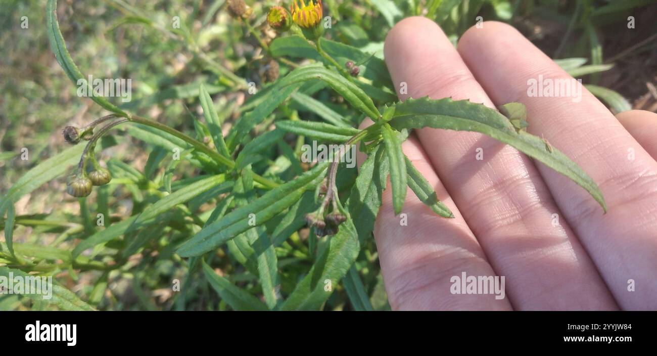 Madagascar Ragwort (Senecio madagascariensis Stock Photo - Alamy