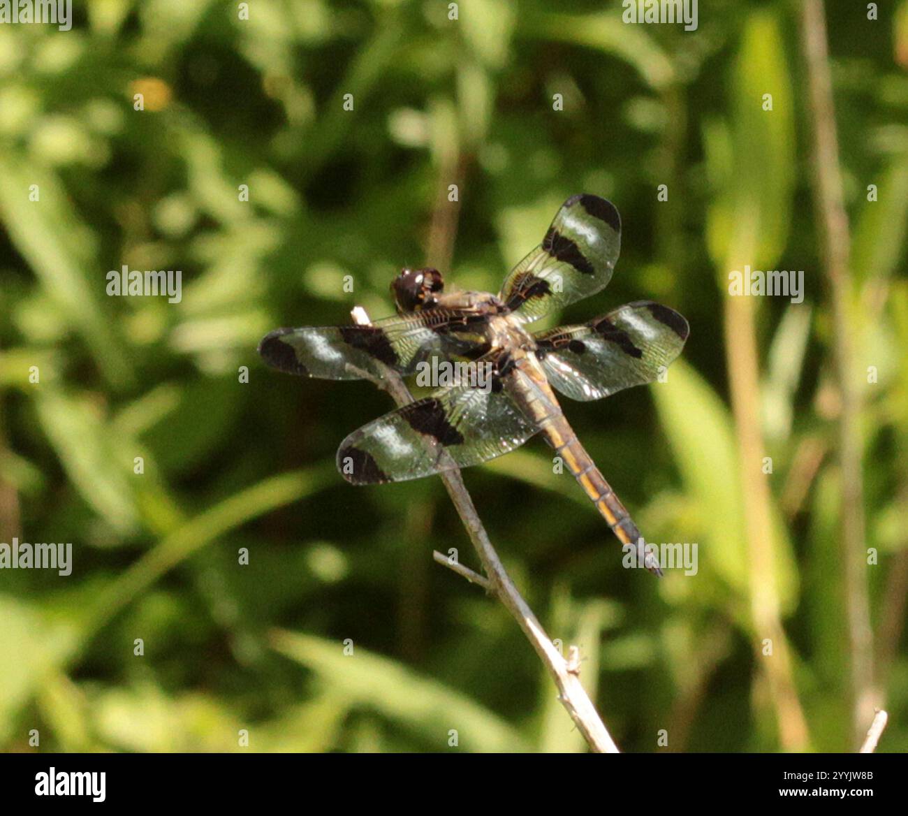 Twelve-spotted Skimmer (Libellula pulchella Stock Photo - Alamy