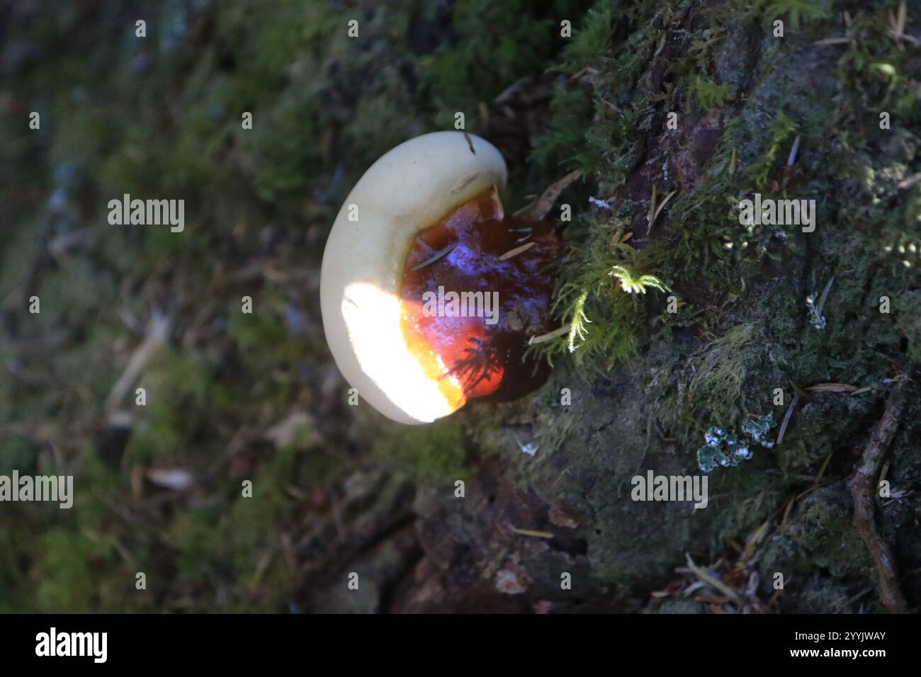 Ganoderma oregonense hi-res stock photography and images - Alamy