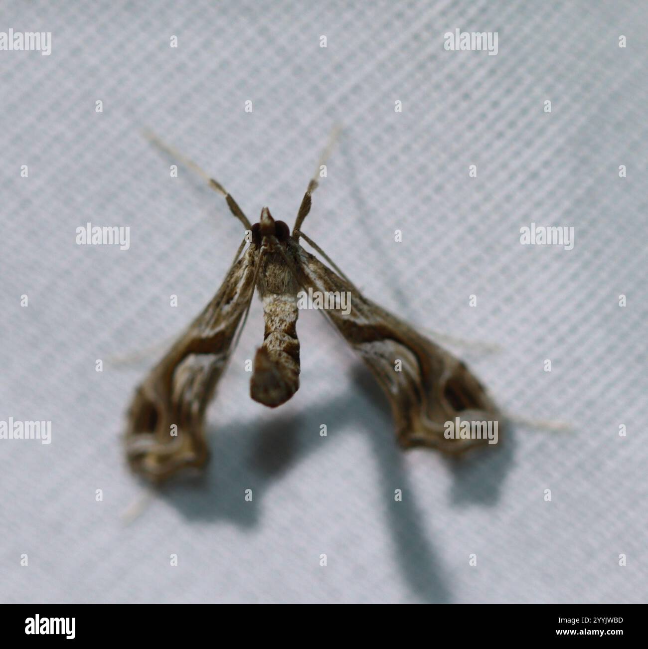 Eggplant Leafroller Moth (Lineodes integra Stock Photo - Alamy