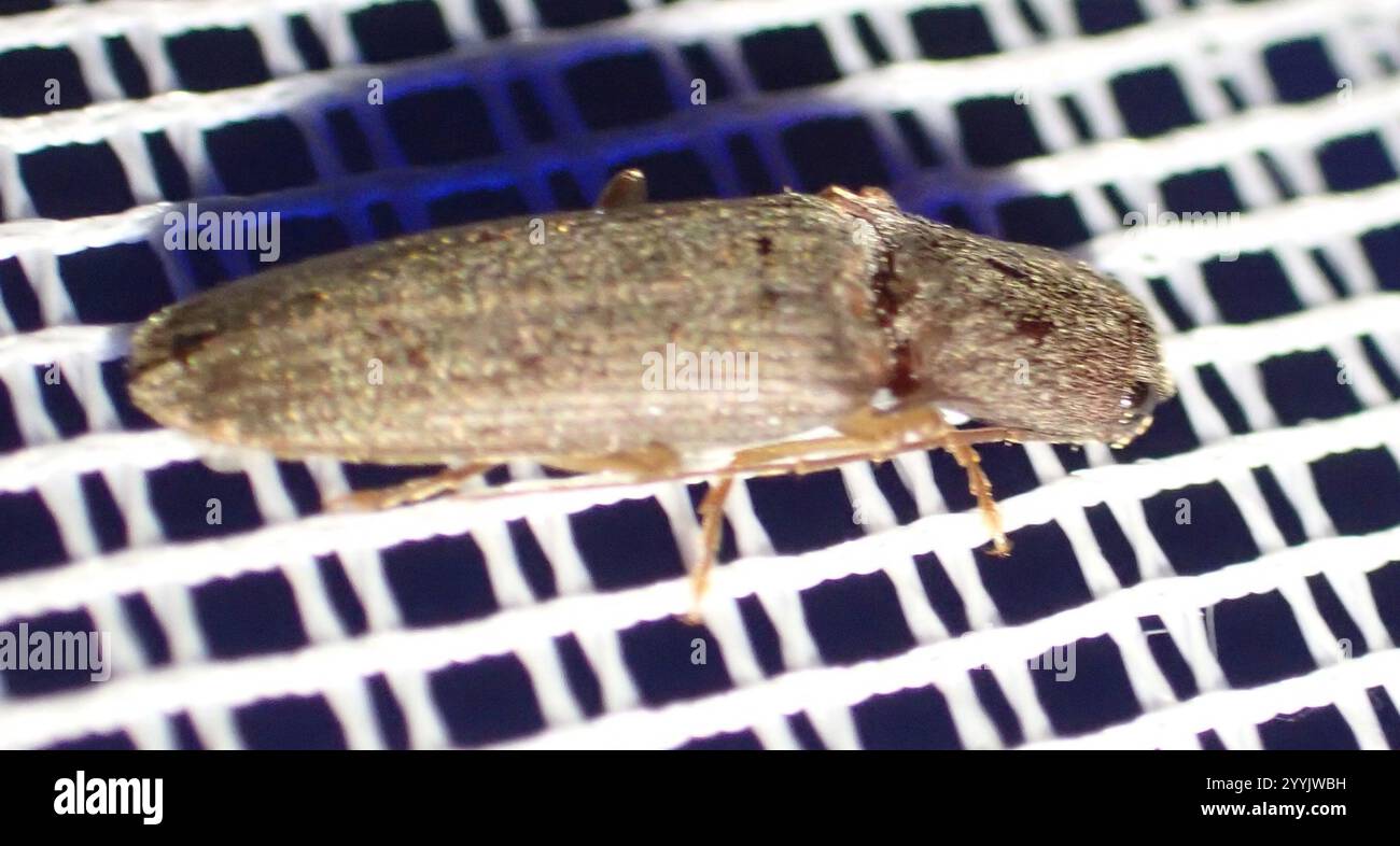 Monocrepidius hi-res stock photography and images - Alamy