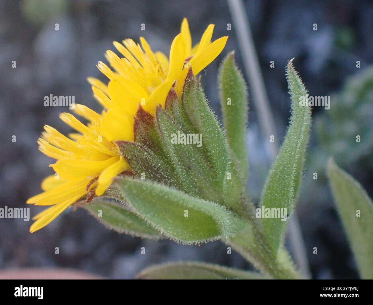 lyall's tonestus (Tonestus lyallii Stock Photo - Alamy