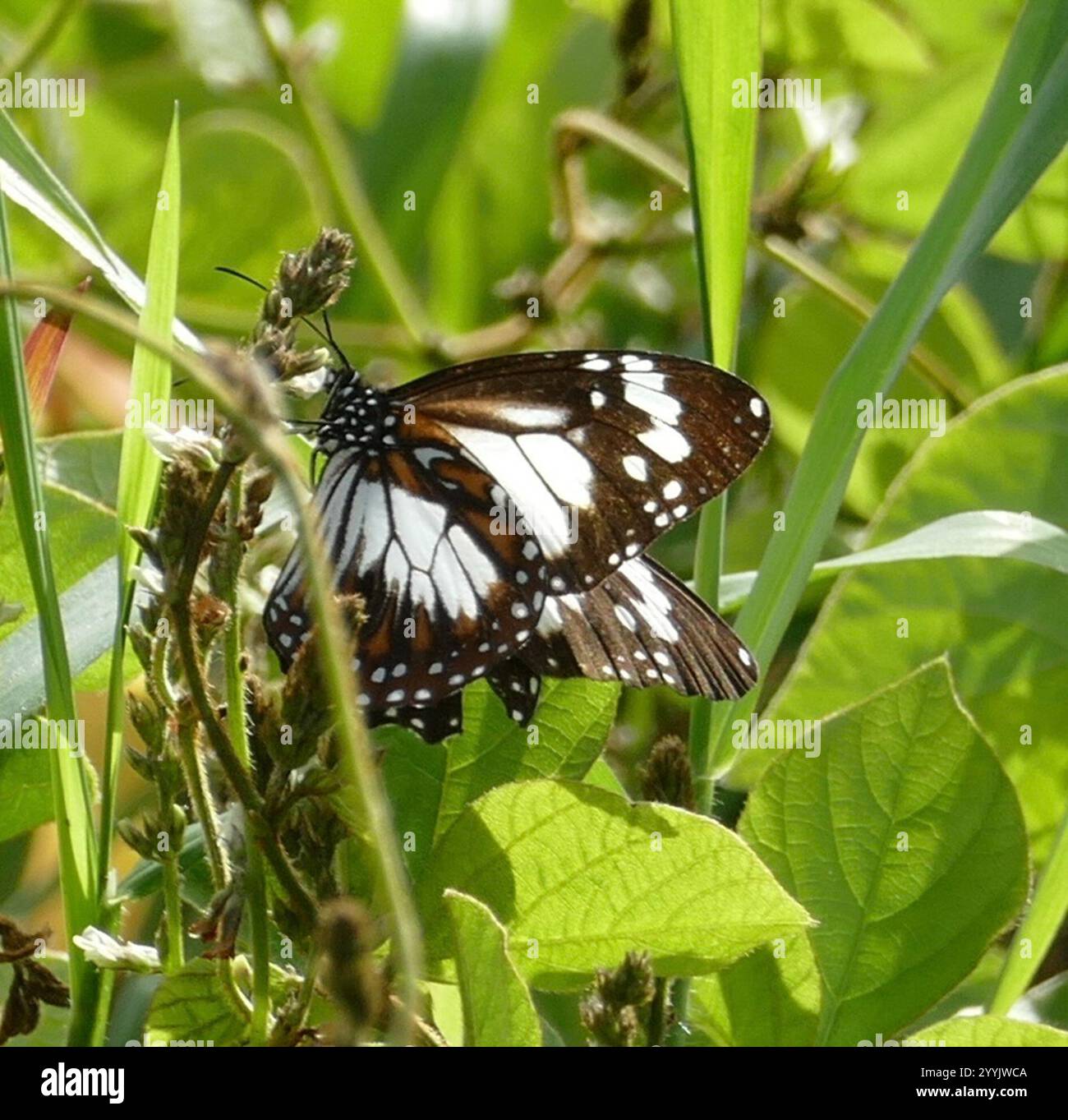 Swamp tiger butterfly hi-res stock photography and images - Alamy