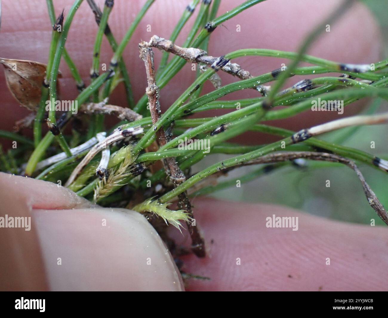 dwarf horsetail (Equisetum scirpoides Stock Photo - Alamy
