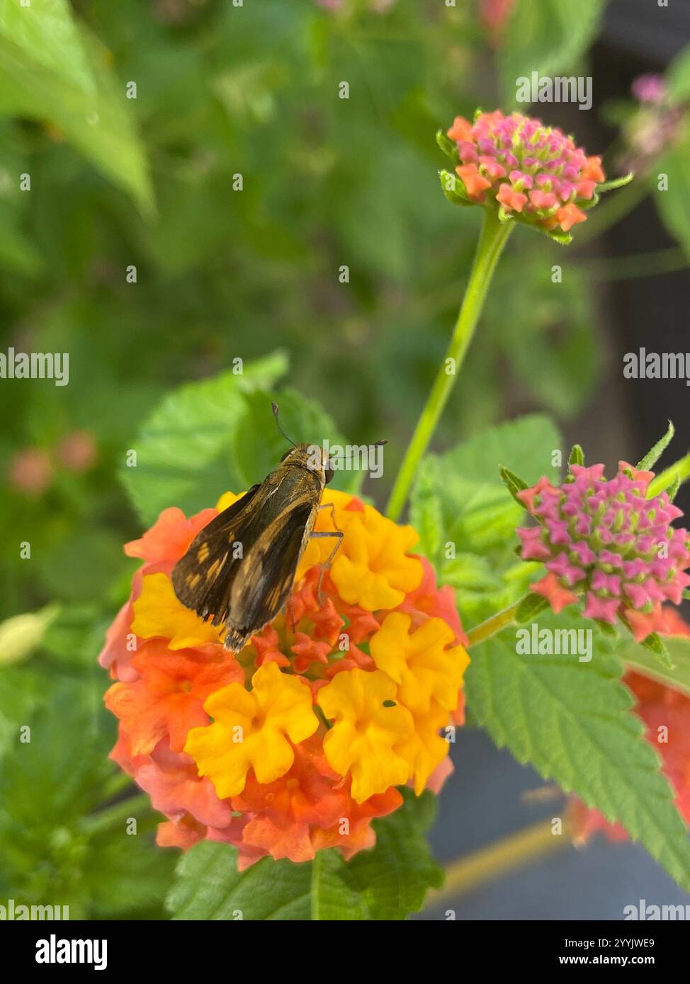 Fiery Skipper (Hylephila phyleus Stock Photo - Alamy