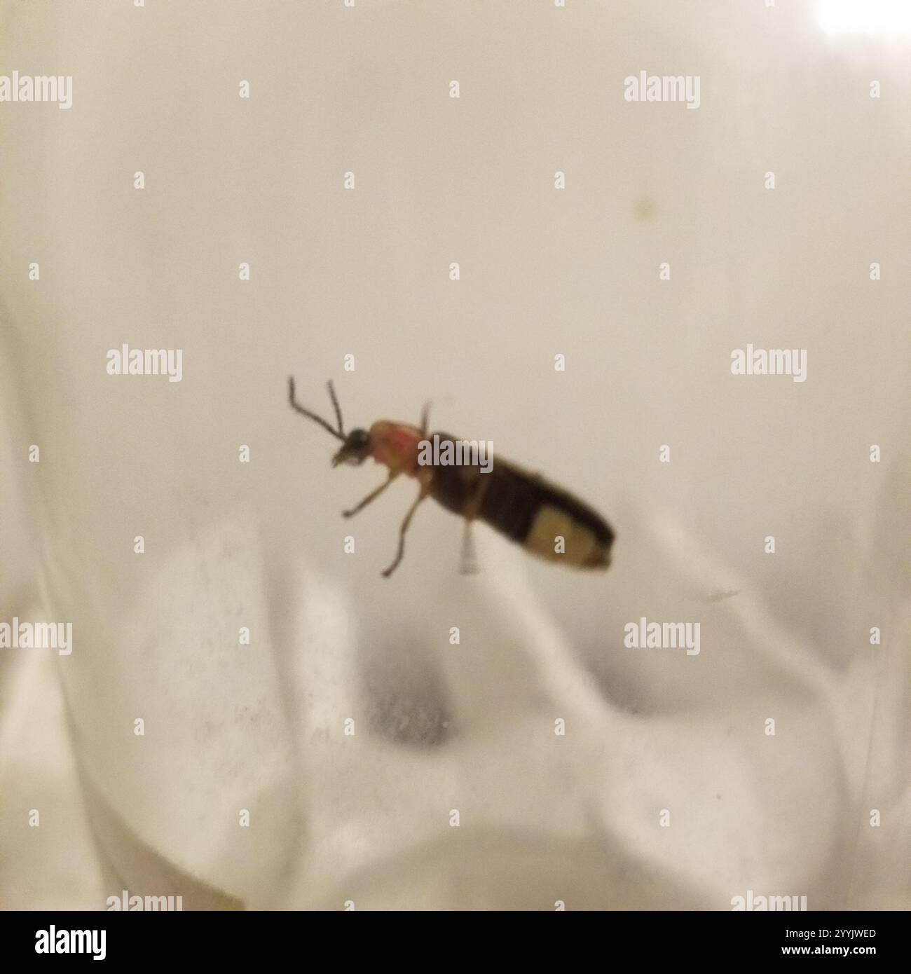 Common Eastern Firefly (Photinus pyralis Stock Photo - Alamy