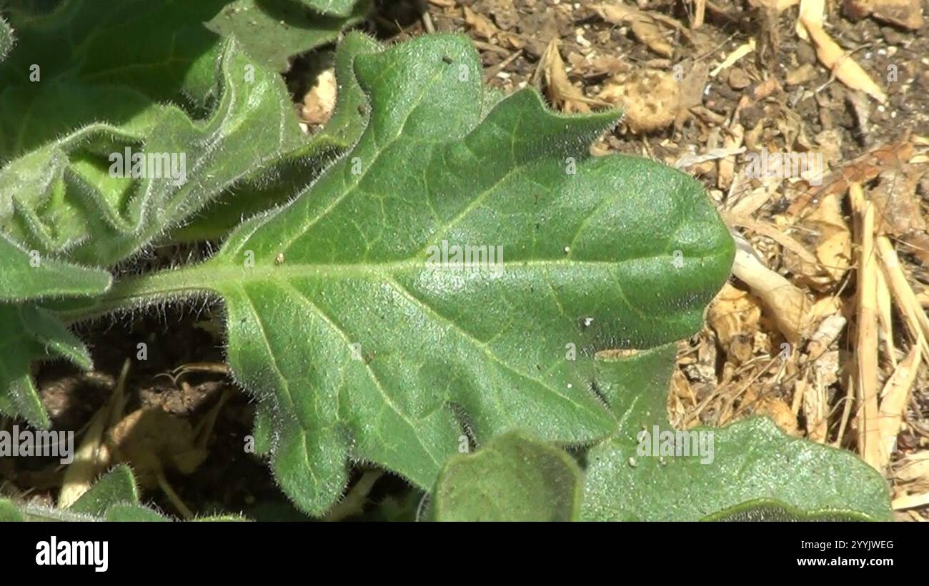 White henbane hi-res stock photography and images - Alamy