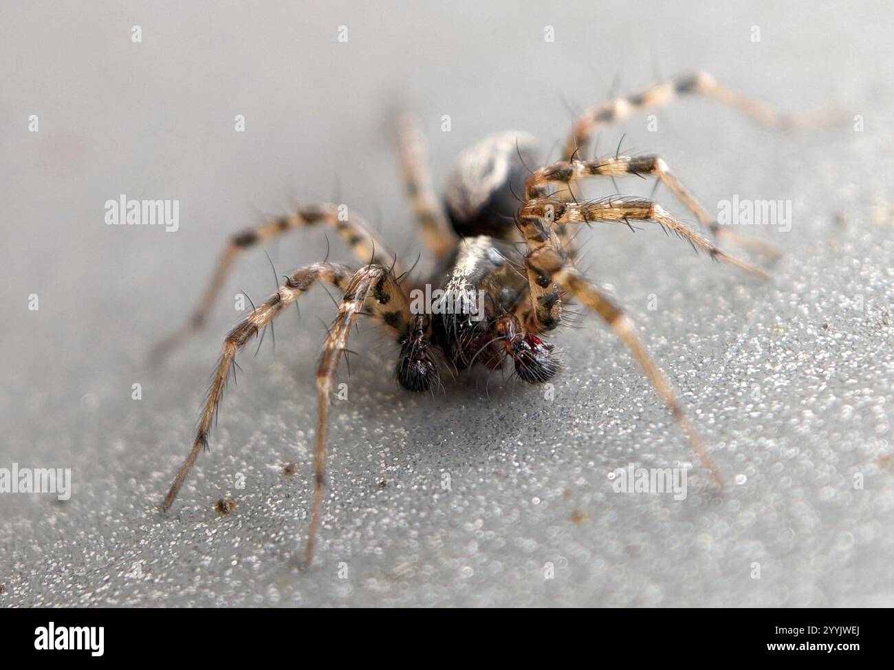Toothed weaver hi-res stock photography and images - Alamy