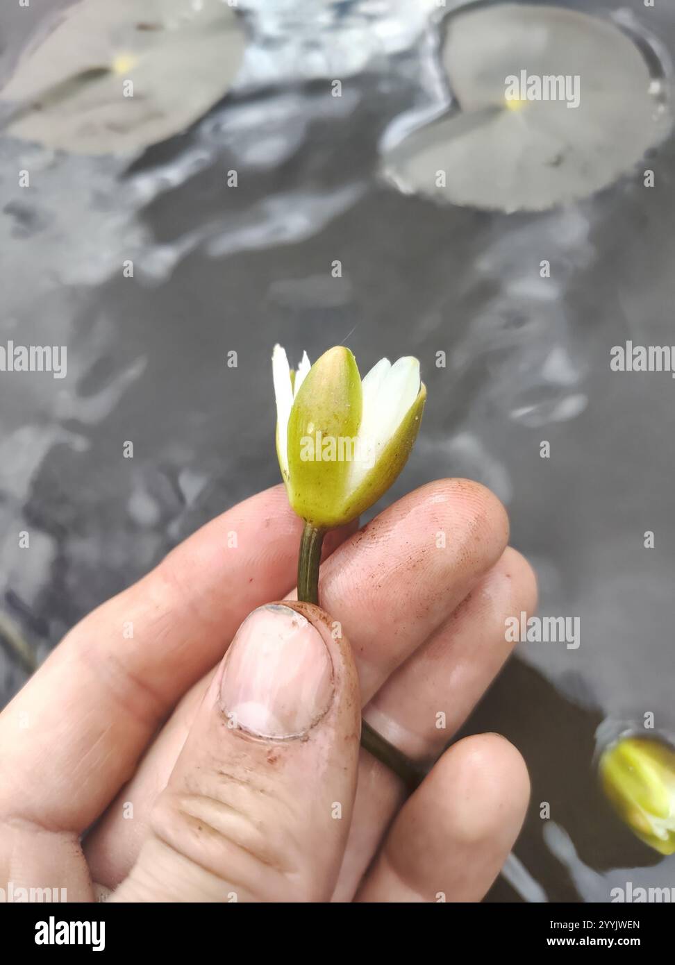 Dwarf Water-lily (Nymphaea leibergii Stock Photo - Alamy