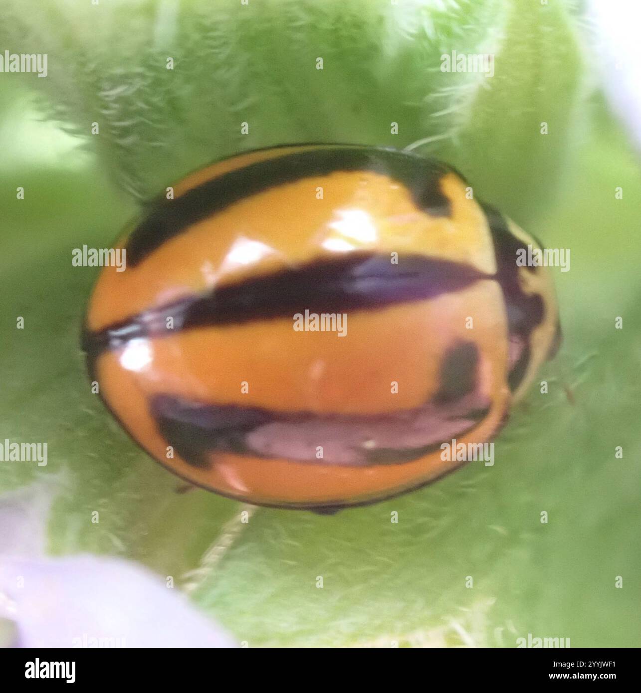 Micraspis hi-res stock photography and images - Alamy