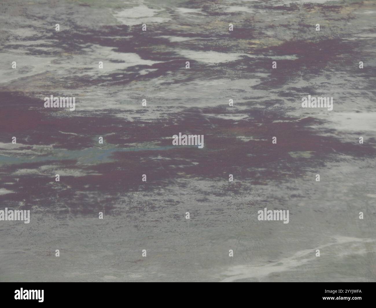 red glasswort (Salicornia rubra Stock Photo - Alamy