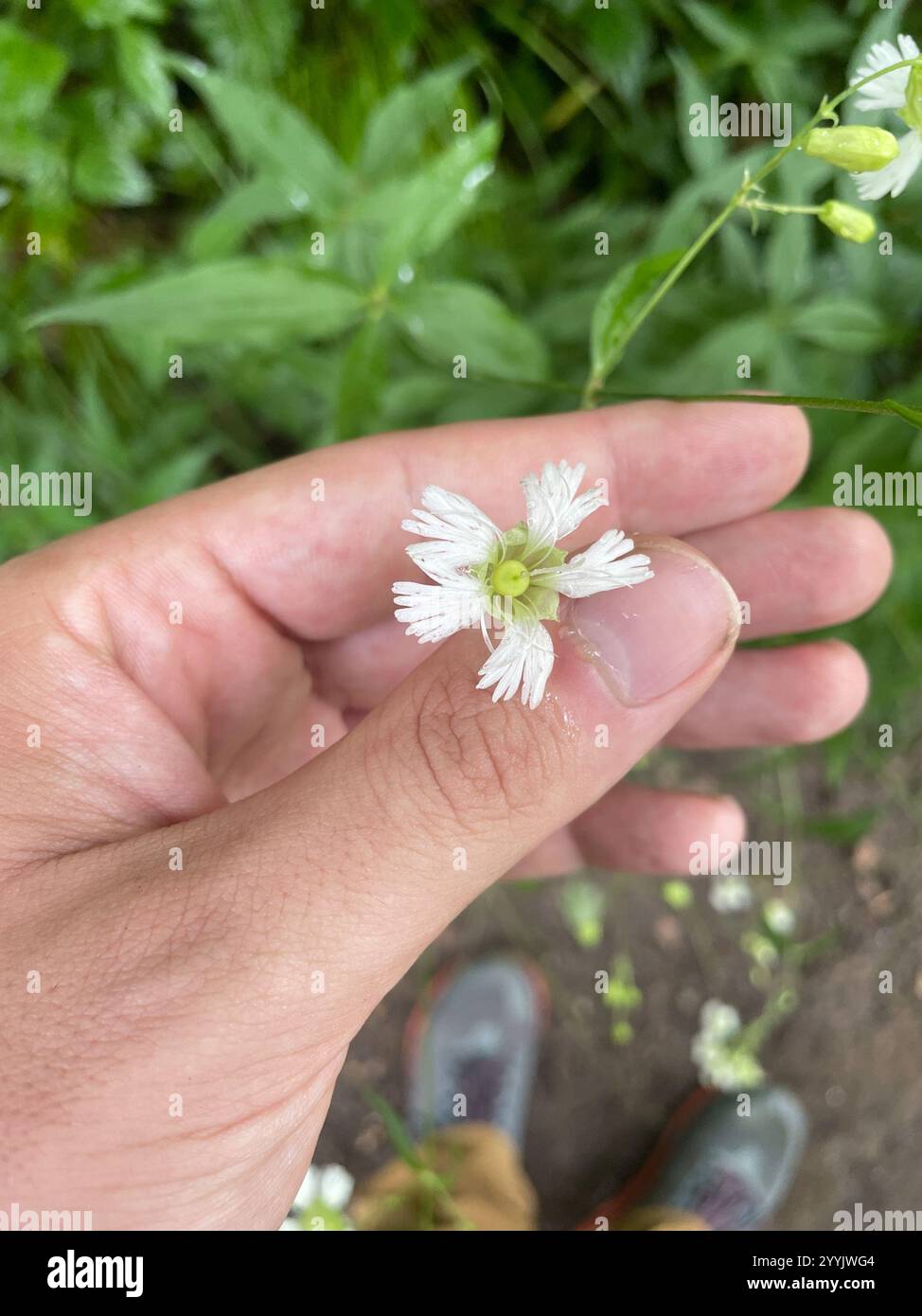 starry campion (Silene stellata Stock Photo - Alamy