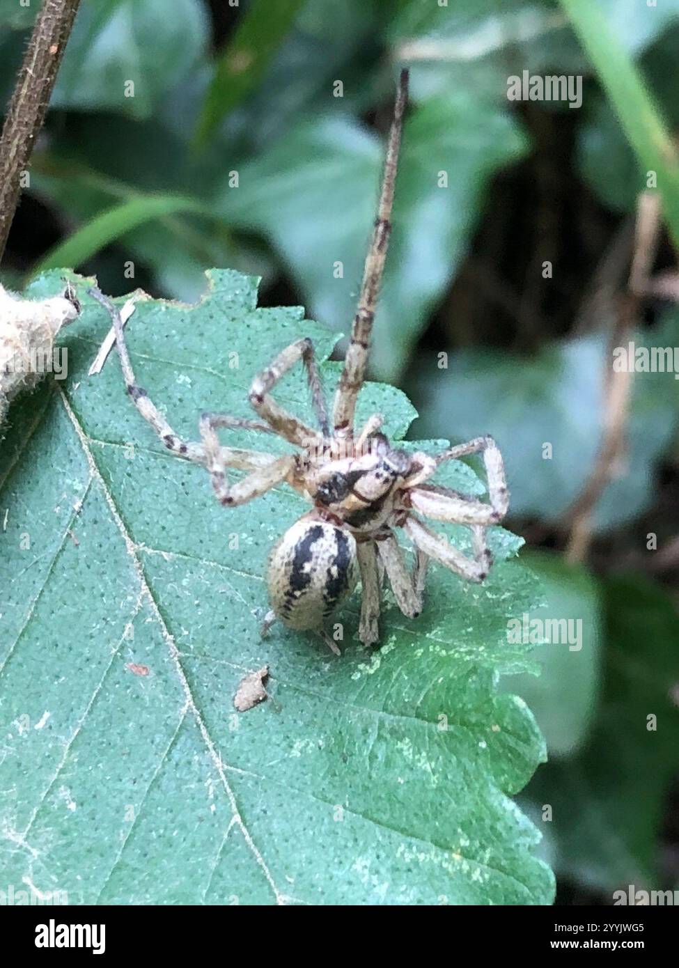 Labyrinth spider (Agelena labyrinthica Stock Photo - Alamy