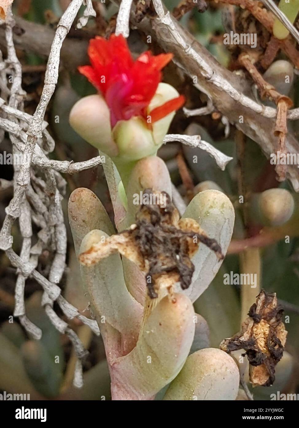 Malephora crocea hi-res stock photography and images - Alamy
