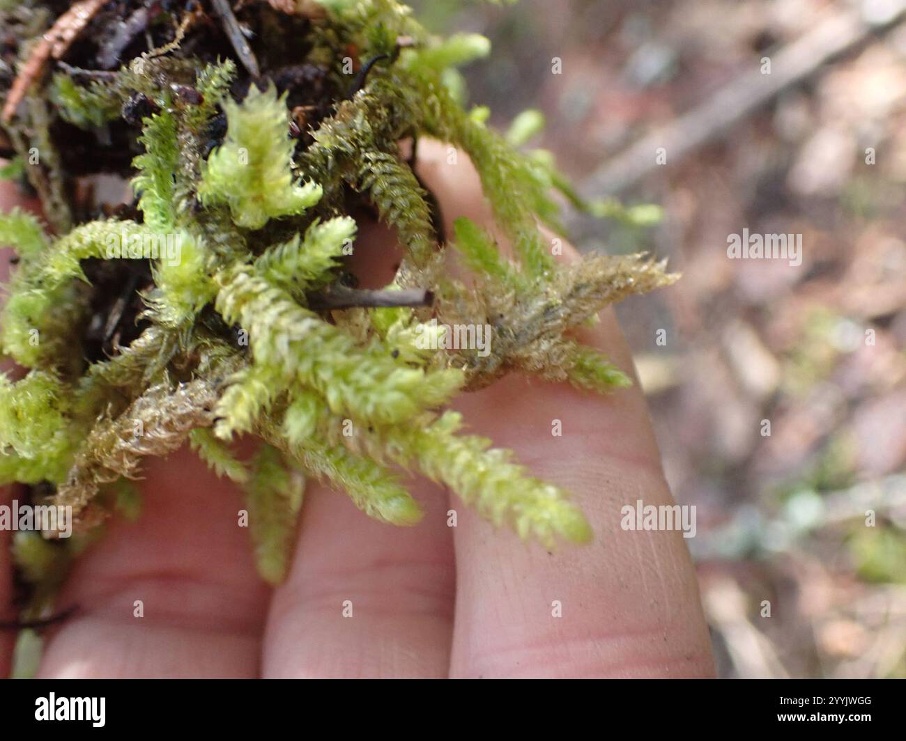 Pipecleaner Moss (Rhytidiopsis robusta Stock Photo - Alamy