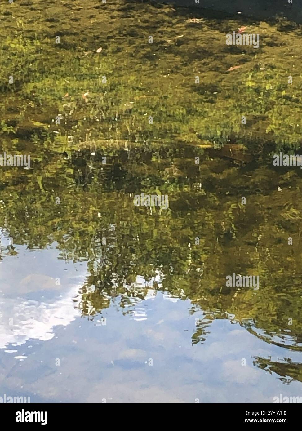 European Carp (Cyprinus carpio Stock Photo - Alamy