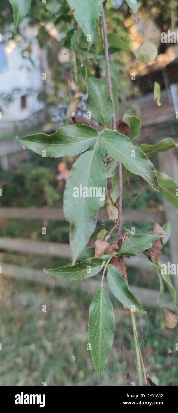 blue elder (Sambucus cerulea Stock Photo - Alamy