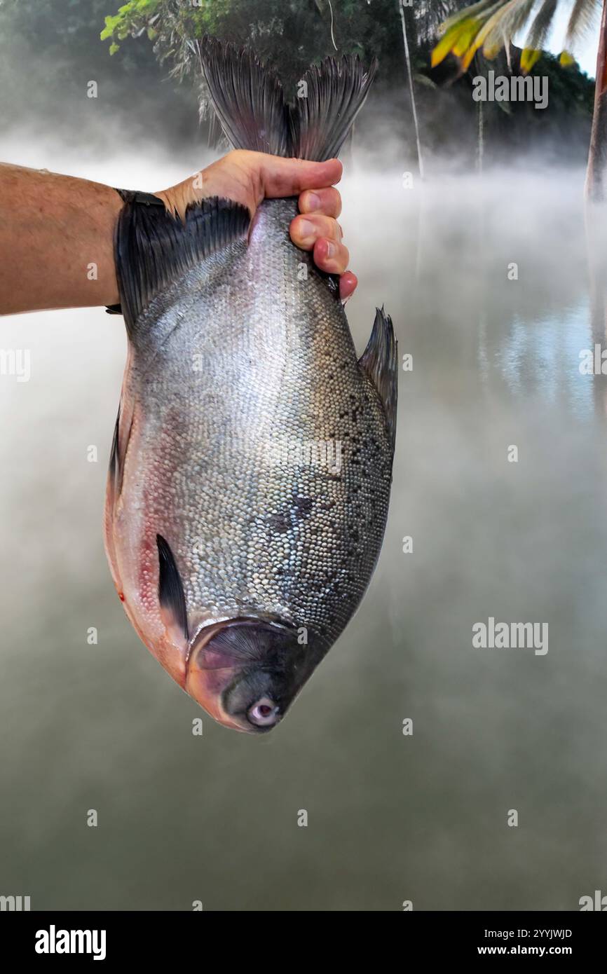 Wild Tambaqui fish Colossoma macropomum traditional Brazilian ...