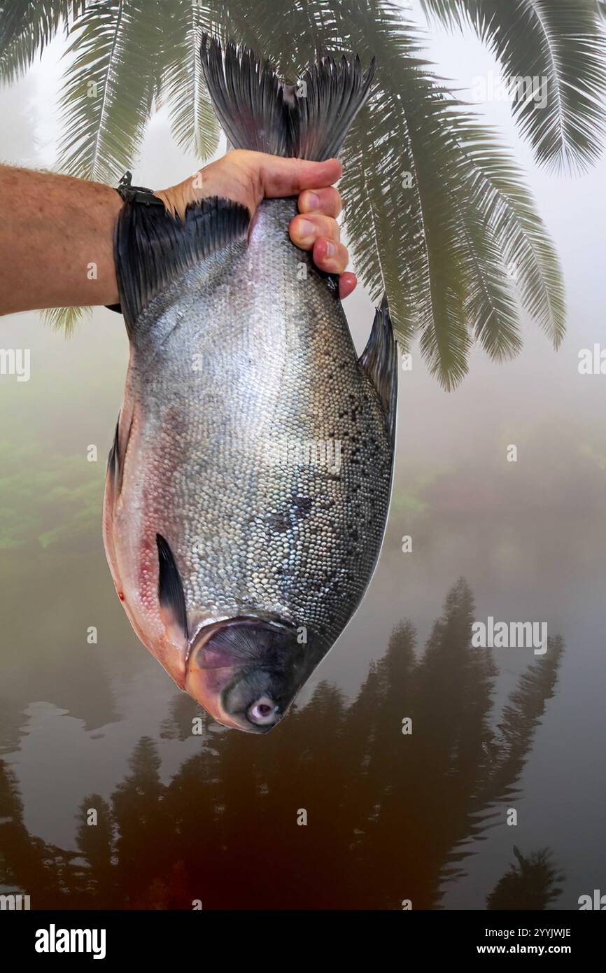 Wild Tambaqui fish Colossoma macropomum traditional Brazilian ...