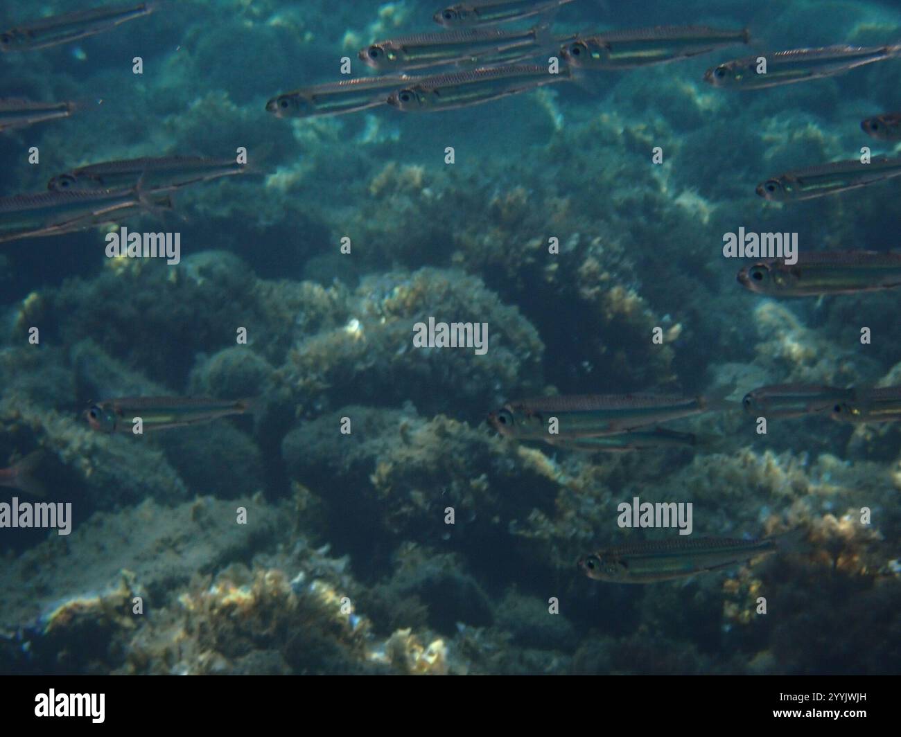 Big-scale Sand Smelt (Atherina boyeri Stock Photo - Alamy