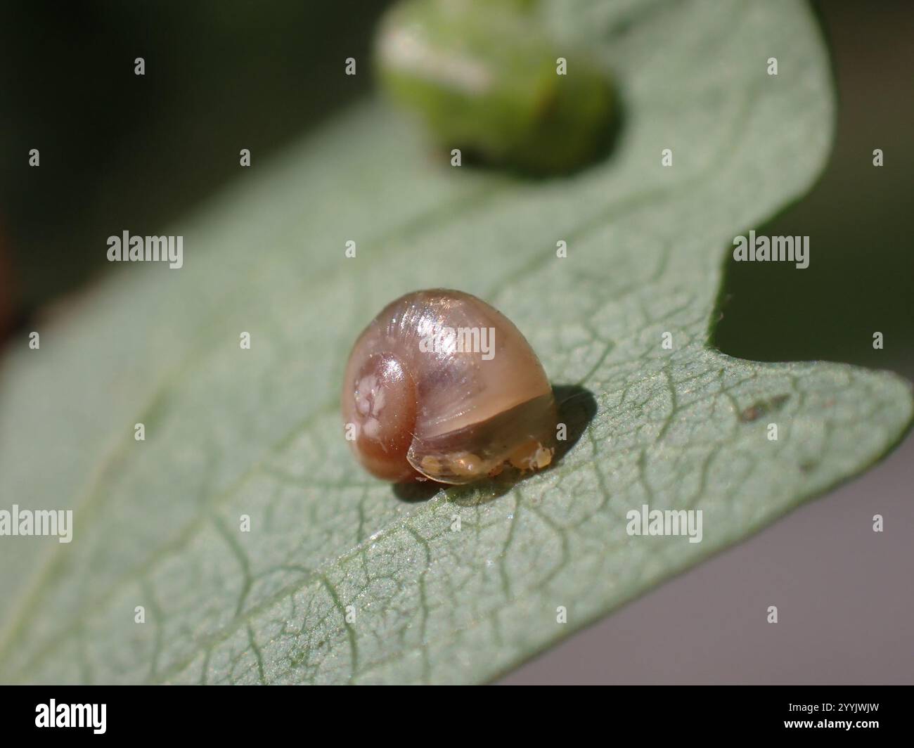 Common Land Snails and Slugs (Stylommatophora Stock Photo - Alamy