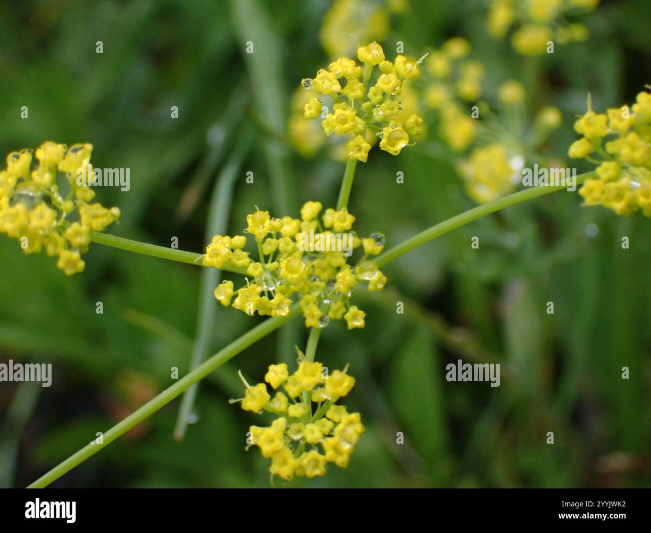 Biscuitroot hi-res stock photography and images - Alamy