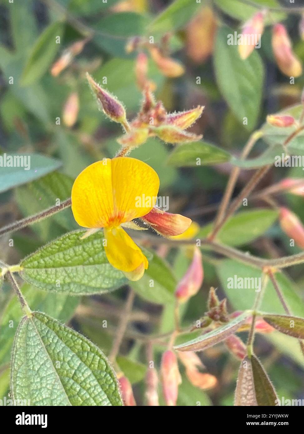 Cajanuses hi-res stock photography and images - Alamy