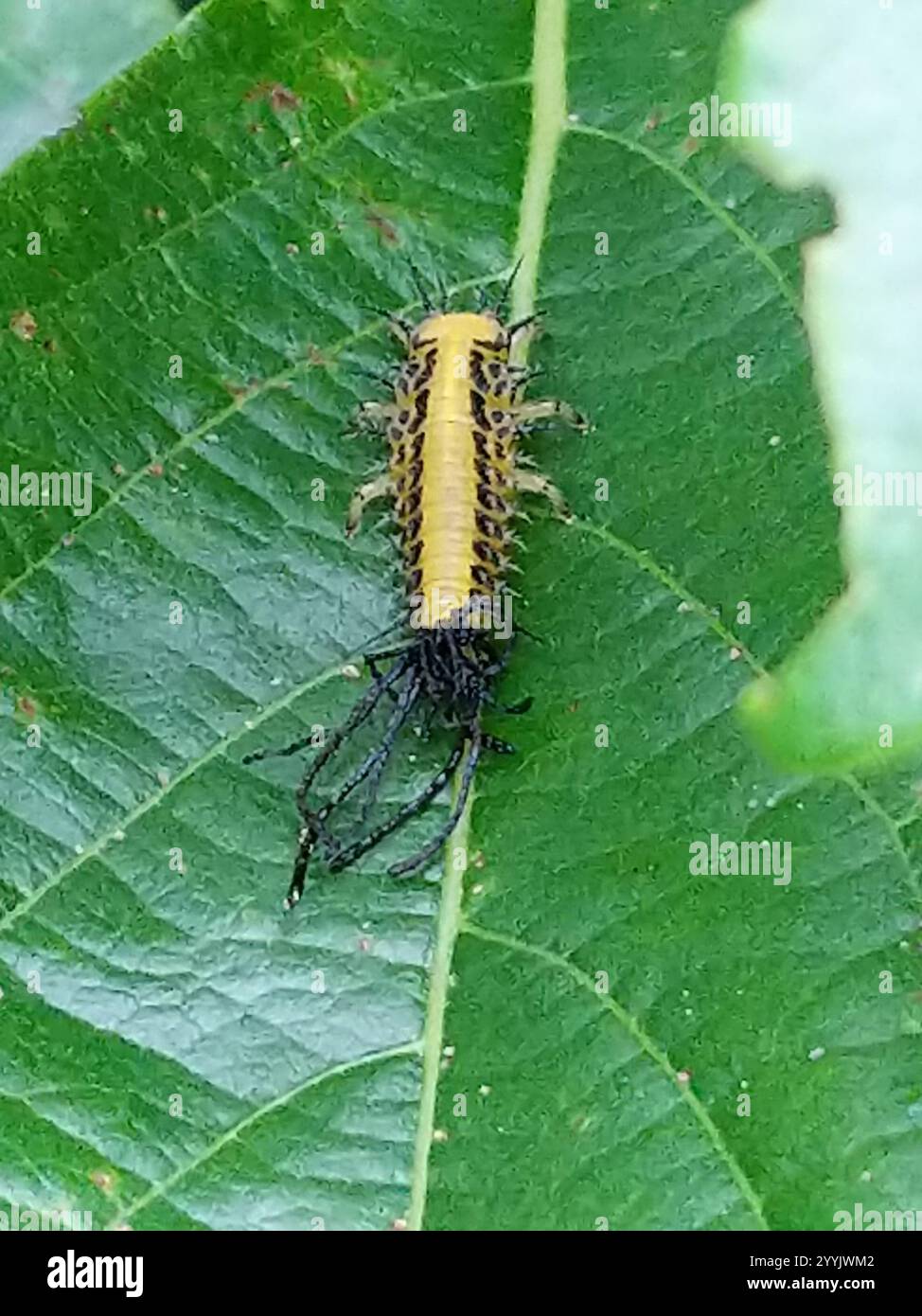 Tortoise and Hispine Beetles (Cassidinae Stock Photo - Alamy