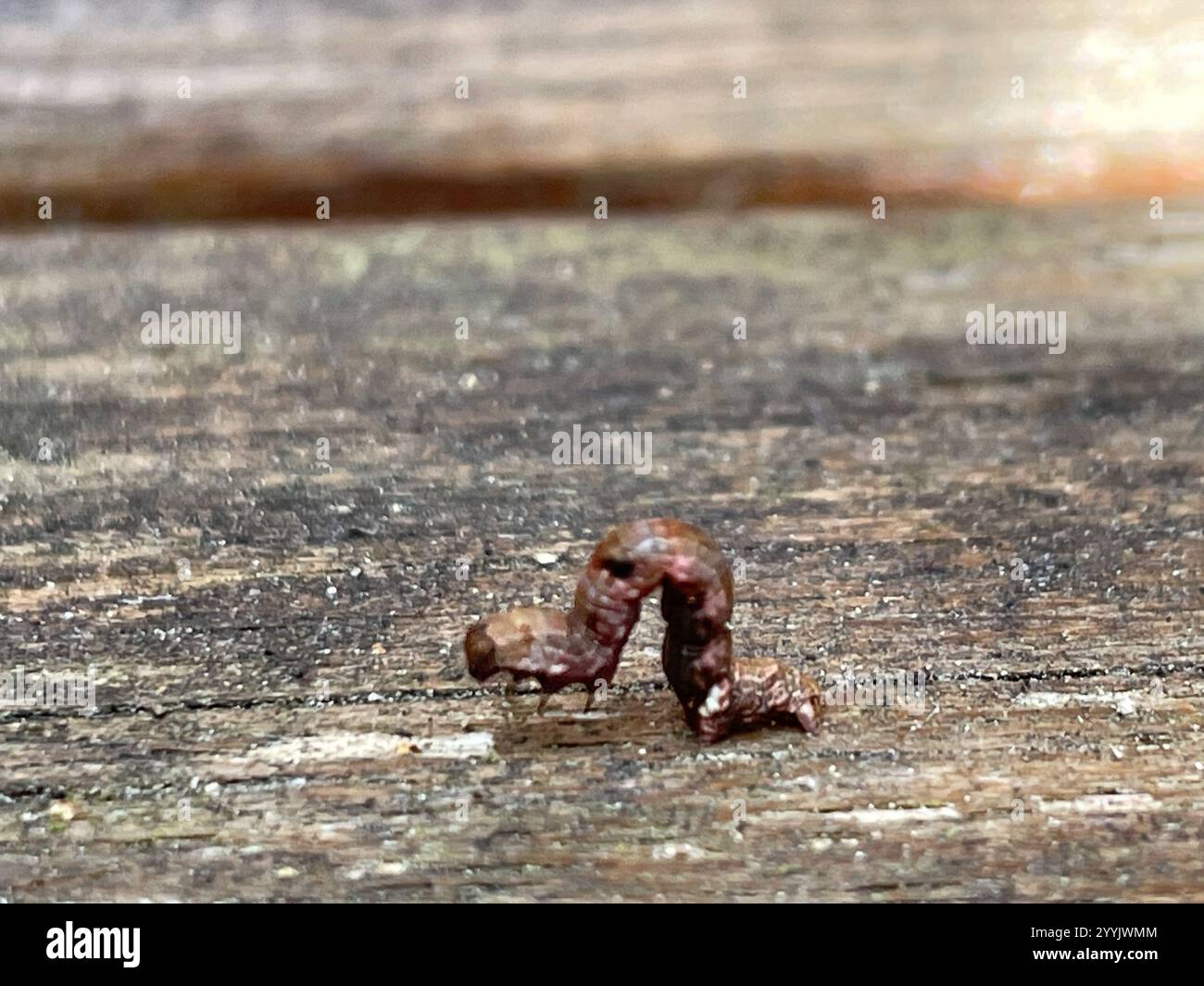 Small Engrailed (Ectropis crepuscularia Stock Photo - Alamy
