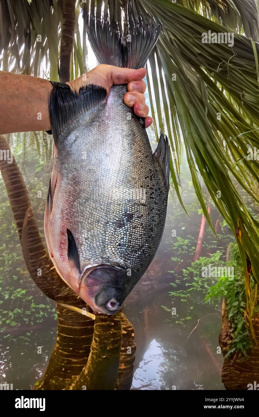 Wild Tambaqui fish Colossoma macropomum traditional Brazilian ...